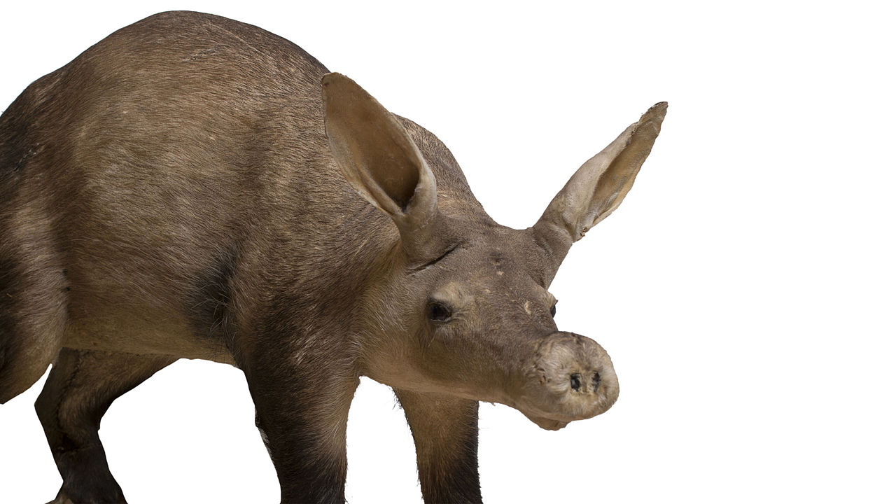 Porcul-furnicar – mamiferul săpător al savanelor africane