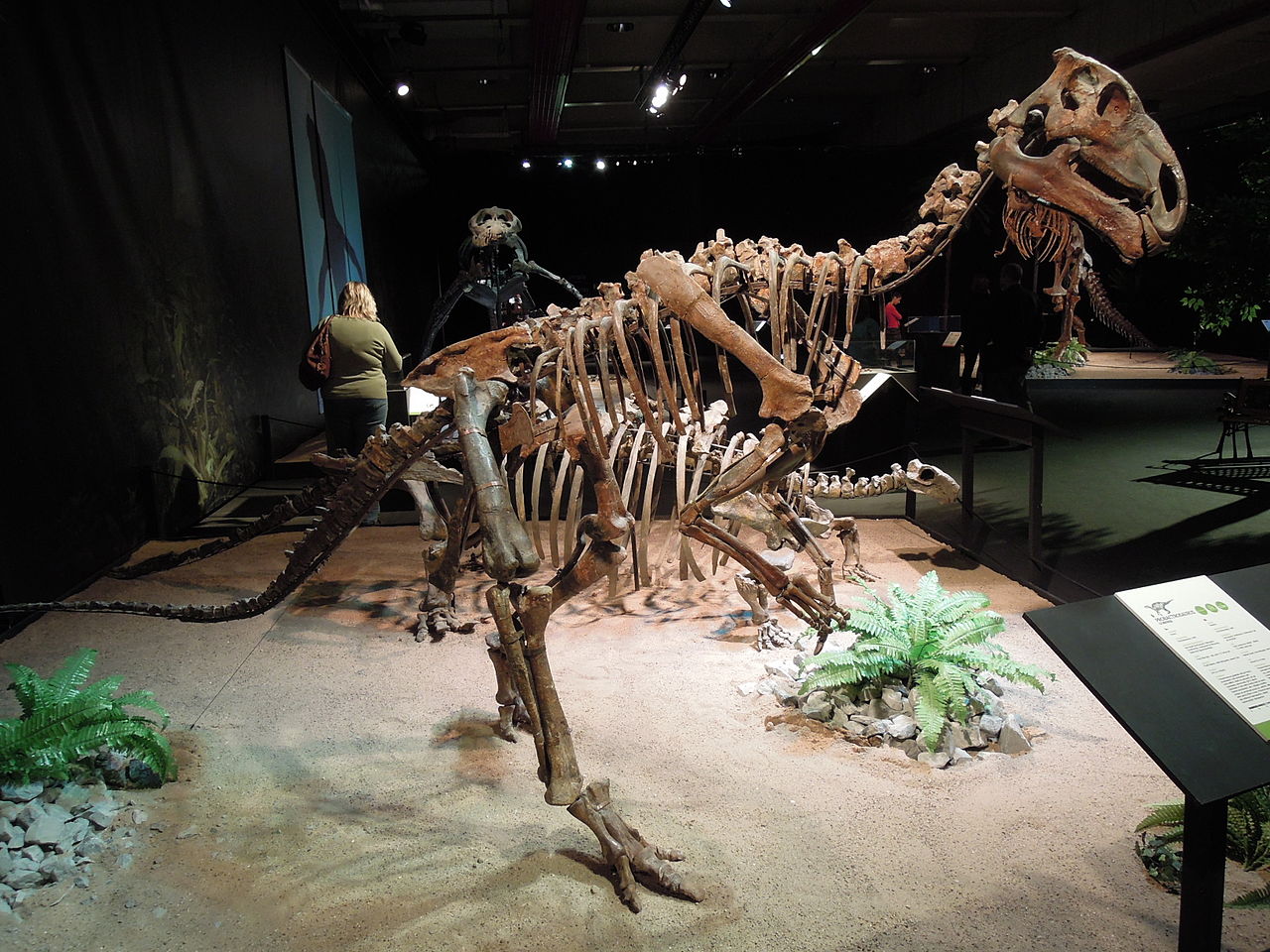 Probactrosaurus, un dinozaur erbivor al Cretacicului superior