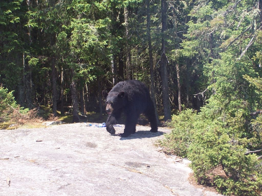 Braconaj în România – impactul asupra ecosistemului