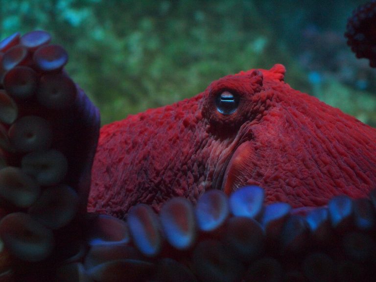 Caracatița gigant de Pacific – cea mai mare specie de caracatițe