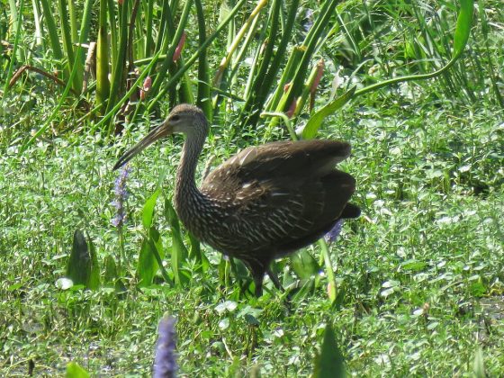 Cocorul carstei – o pasăre uimitoare din regiunile tropicale