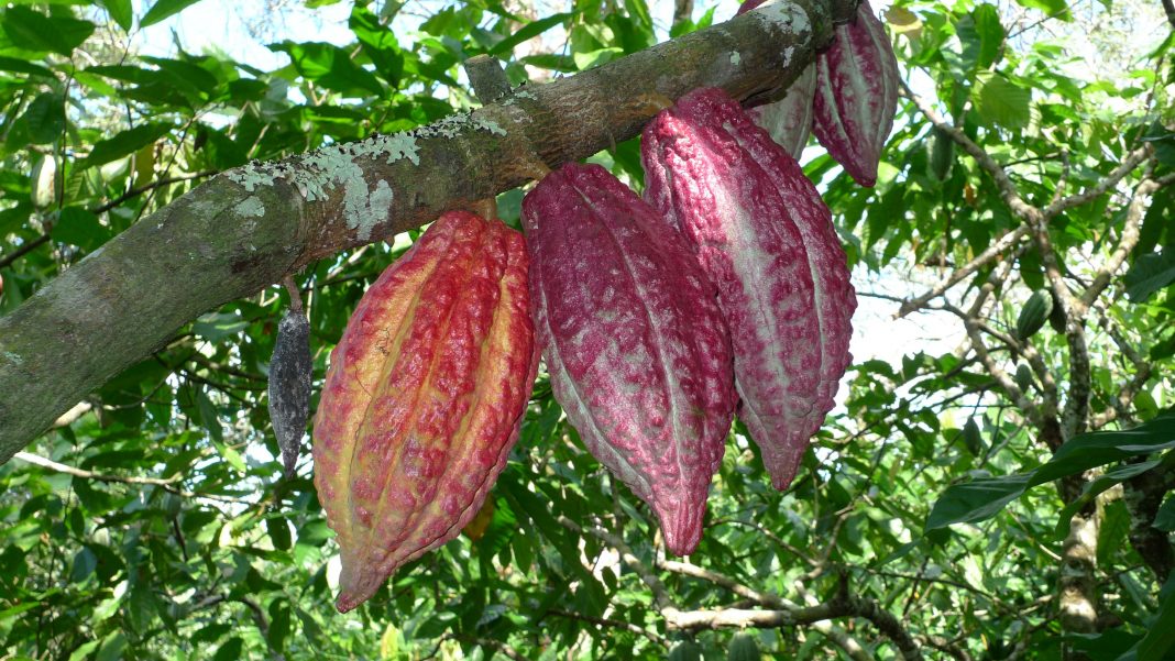 Arborele de cacao - varietati, culturi si beneficii - Deștepți.ro