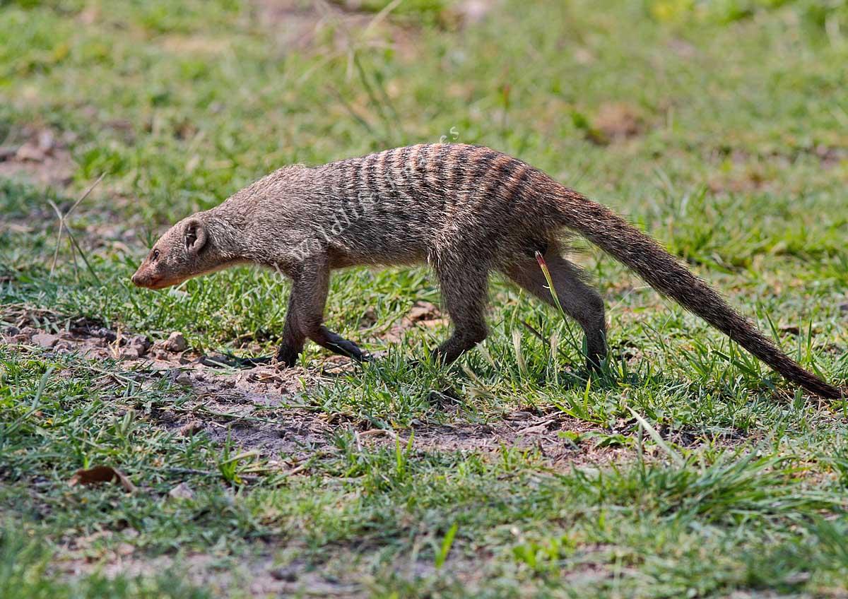 Mangusta dungată (Mungos mungo), un animal carnivor care trăiește în ...