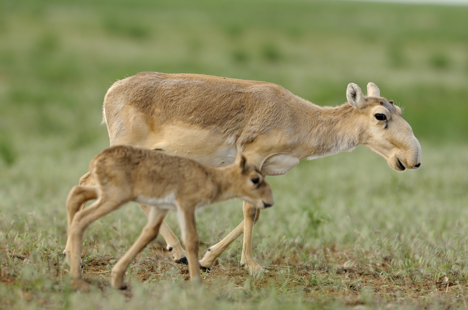 Antilopa saiga (Saiga tatarica), un mamifer greoi și îndesat - Deștepți.ro