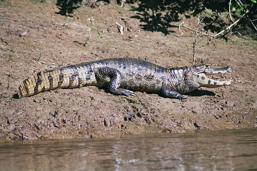 Specii de crocodili - Caimanul cu ochelari (Caiman crocodilus ...