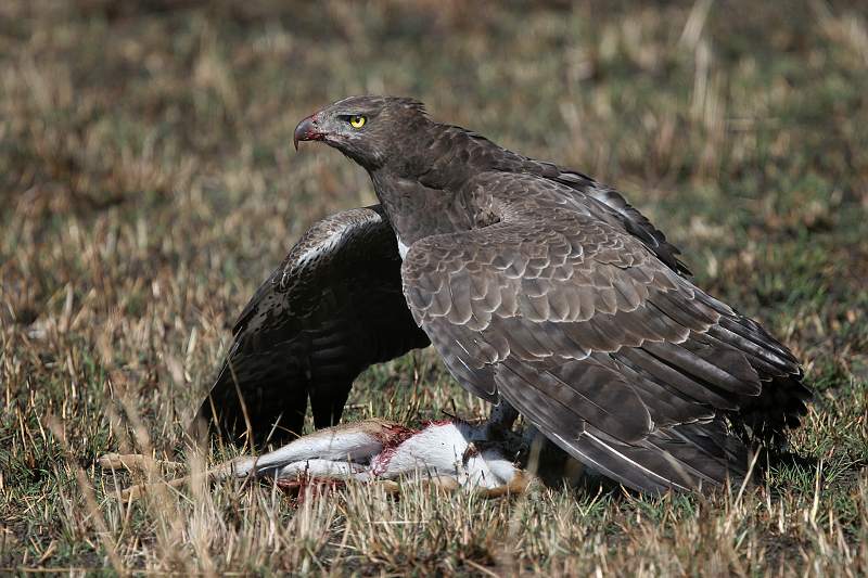 Vulturul marțial (Polemaetus bellicosus), cel mai mare vultur din ...
