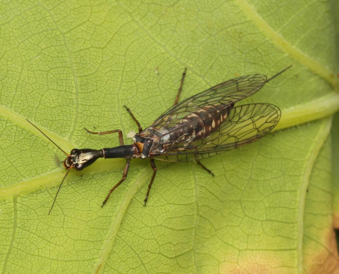 Specii de muște-șarpe, aparțin familiei Raphidiidae - Deștepți.ro