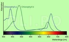 Clorofila - caracteristici, tratamente traditionale si moderne ...