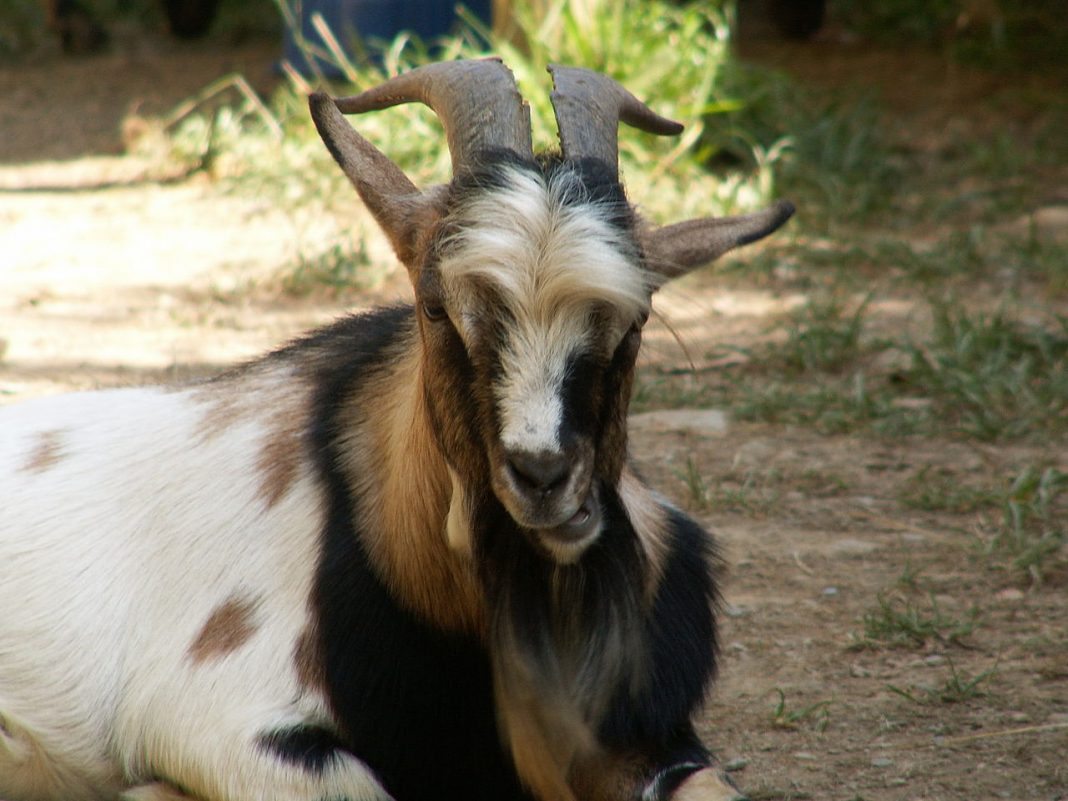 Capra domestica - Stiati ca... - Deștepți.ro