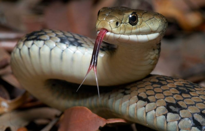 Curiozități despre reptile: trăsături și adaptări fascinante