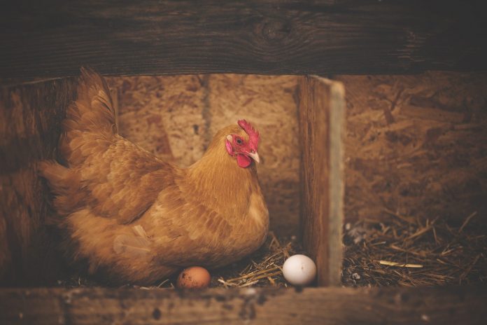 Gaina domestica - Stiati ca... - Deștepți.ro