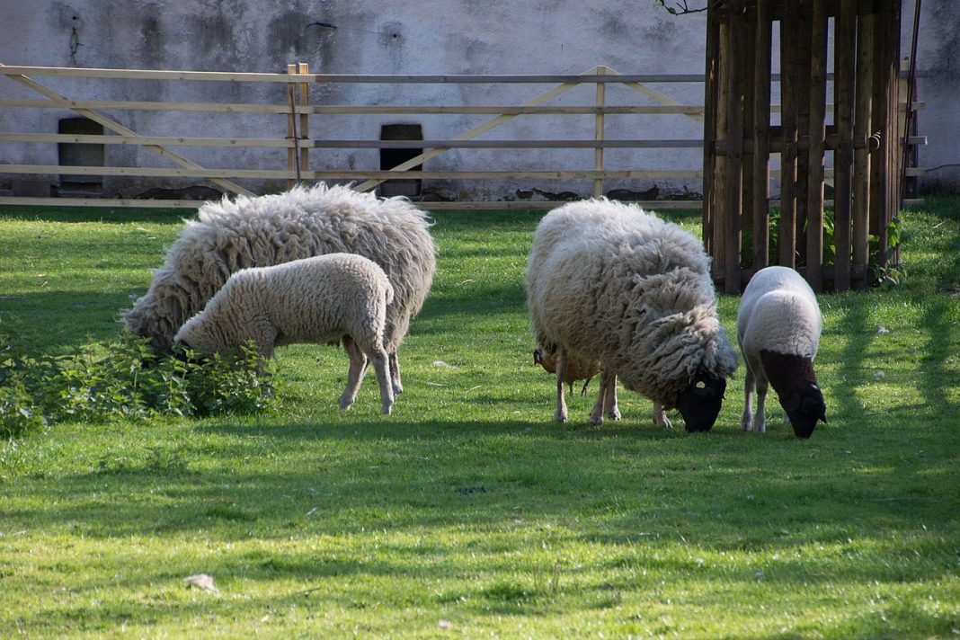 Oaia domestica - trecut si prezent - Deștepți.ro