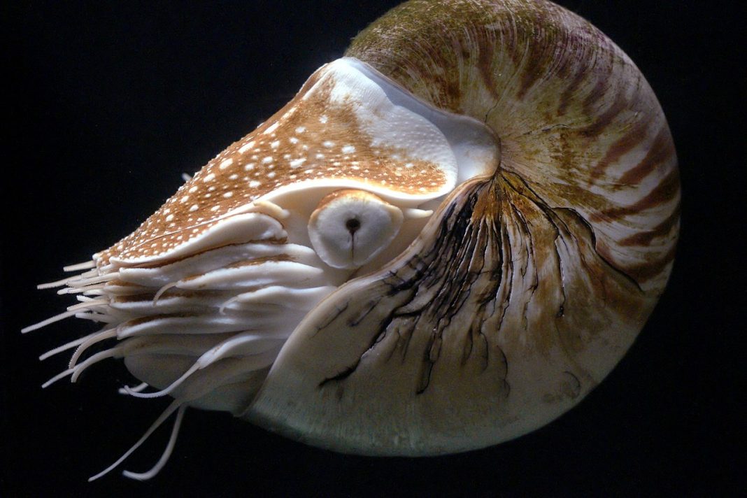 Nautilul perlat, molusca cu o cochilie spectaculoasă