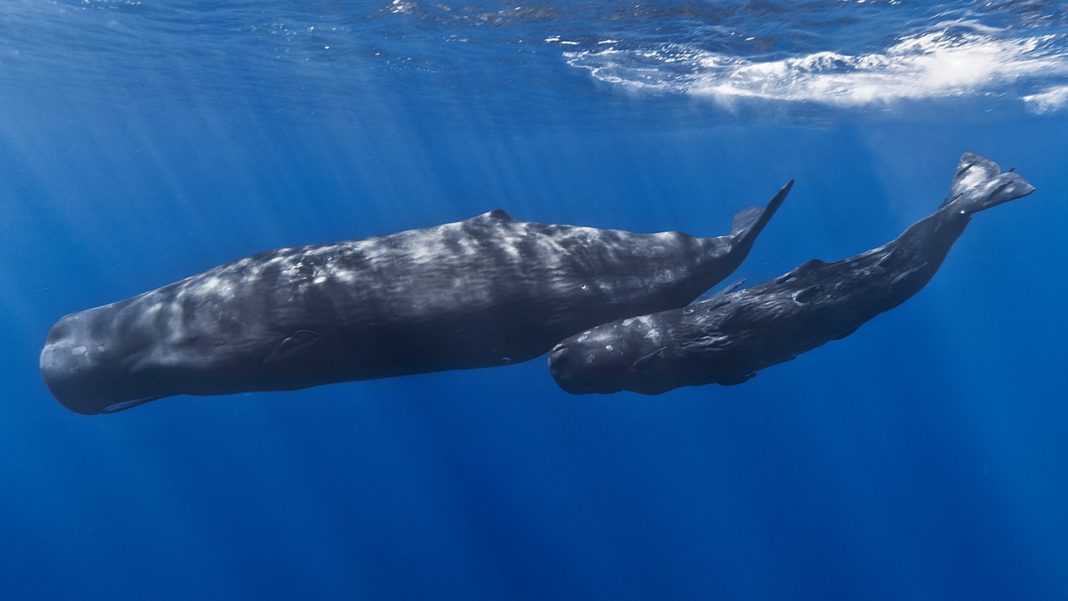 Cașalotul – cel mai mare prădător din oceane