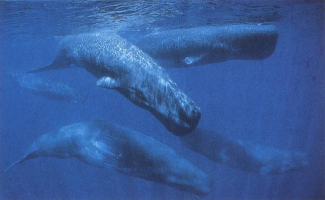 Cașalotul (Physeter catodon), cel mai mare cetaceu carnivor din lume ...