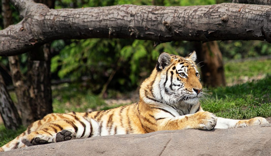 Cand a aparut gradina zoologica? - Deștepți.ro