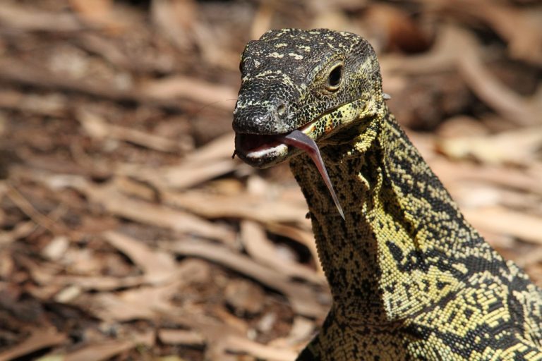 Monitorul dantelat – o specie fascinantă de șopârle din Australia