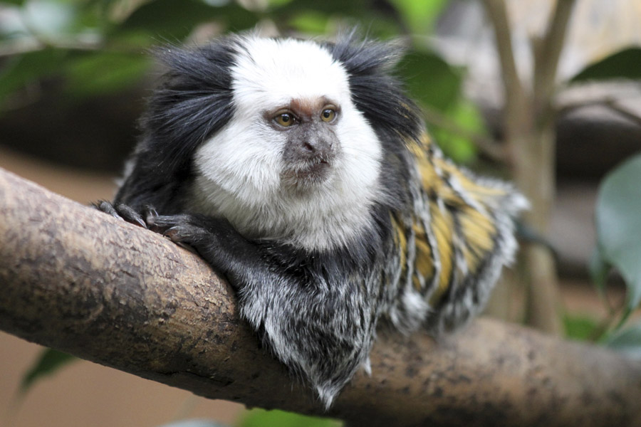 Specii de primate, marmosetul lui Geoffroy (Callithrix geoffroyi ...