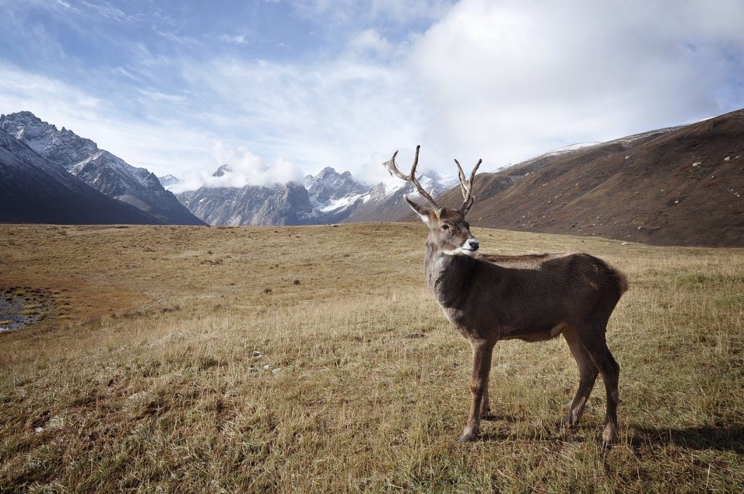 Renii – curiozități și adaptări remarcabile ale locuitorilor arctici