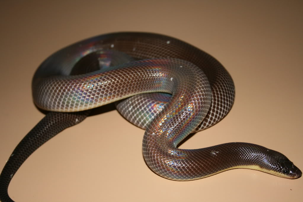 Șarpele de vizuină mexican (Loxocemus bicolor), mănâncă mici mamifere ...