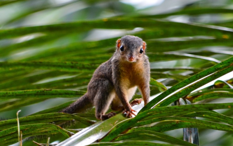 Chitcanul mic de copac (Tupaia minor) un mamifer din Asia - Deștepți.ro