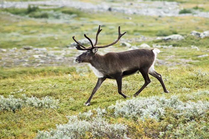 Renii – curiozități și adaptări remarcabile ale locuitorilor arctici