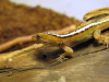 Specii de sopârle - Gecko dungat de zi (Gonatodes vittatus) - Deștepți.ro