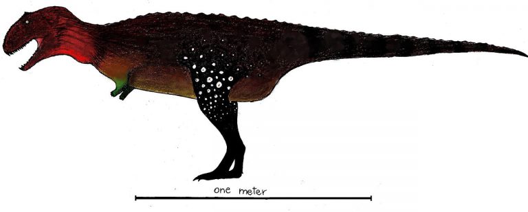 Dahalokely tokana – dinozaurul „bandit mic” din Madagascar