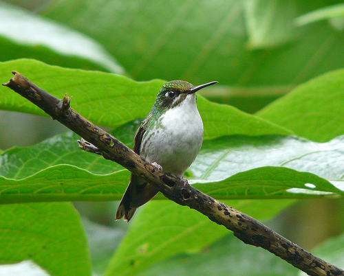 Ocreatus underwoodii, o pasăre colibri ce apare în pădurea tropicală ...