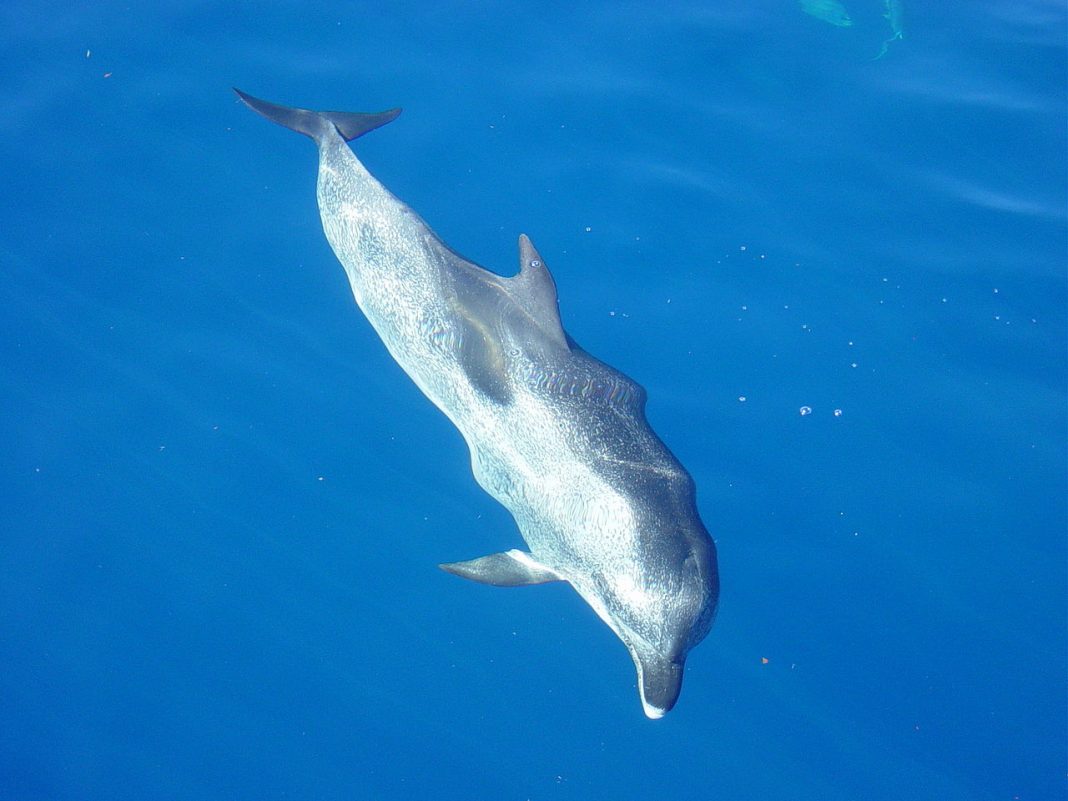 Delfinul pestriț de Atlantic – un maestru al scufundărilor