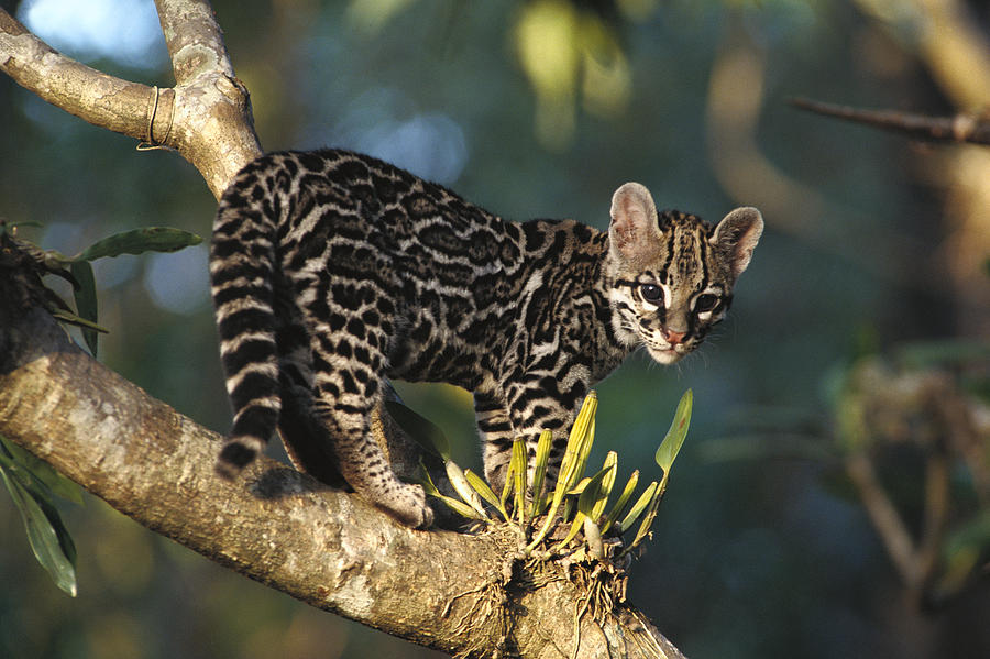 Pisica Margay (Leopardus wiedii), animal de pradă înrudit cu ocelotul ...