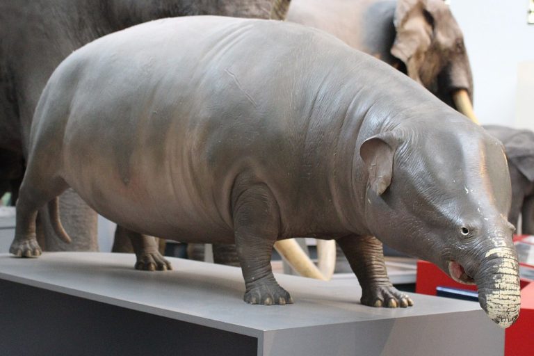 Moeritherium, strămoșul elefanților, istorie preistorică fascinantă