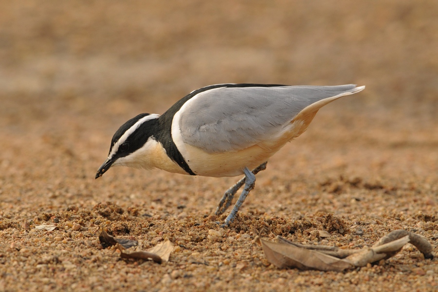 Pasărea-crocodilului (Pluvianus aegyptius) mănâncă paraziții de pe ...