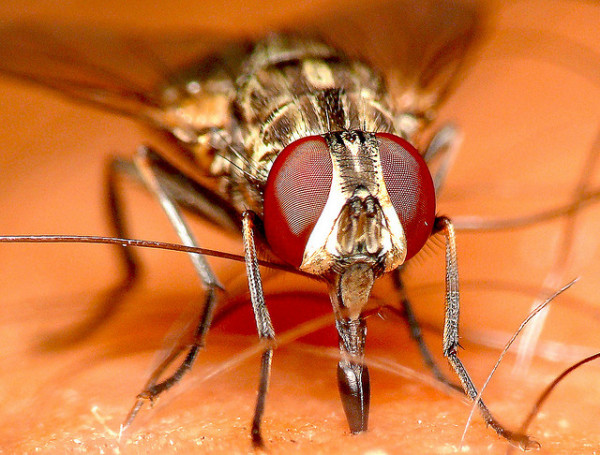 Musca de grajd (Stomoxys calcitrans) din familia Muscidae înțeapă ...