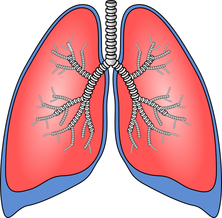 Stiati ca… plamanii contin receptori olfactivi? - Deștepți.ro