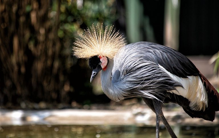 Cele mai frumoase păsări – descoperă speciile spectaculoase