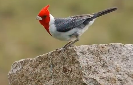 Află care sunt cele mai frumoase specii de păsări din lume - Deștepți.ro