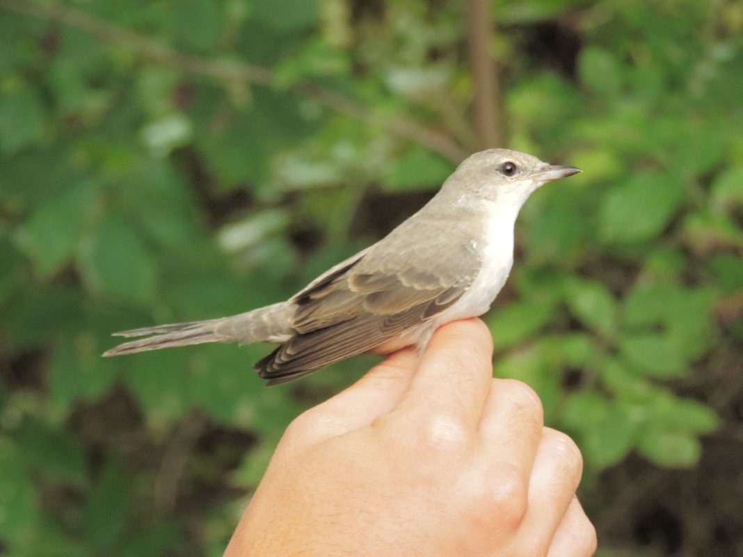 Care specii de păsări sunt cele mai cunoscute in România? - Deștepți.ro