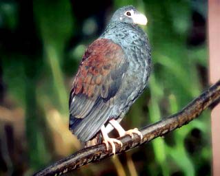 Vezi imagini cu cele mai cunoscute specii de porumbei din lume ...