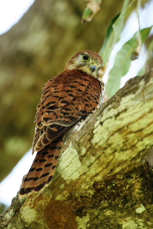 Descoperă cele mai cunoscute specii de păsări de pradă din lume ...