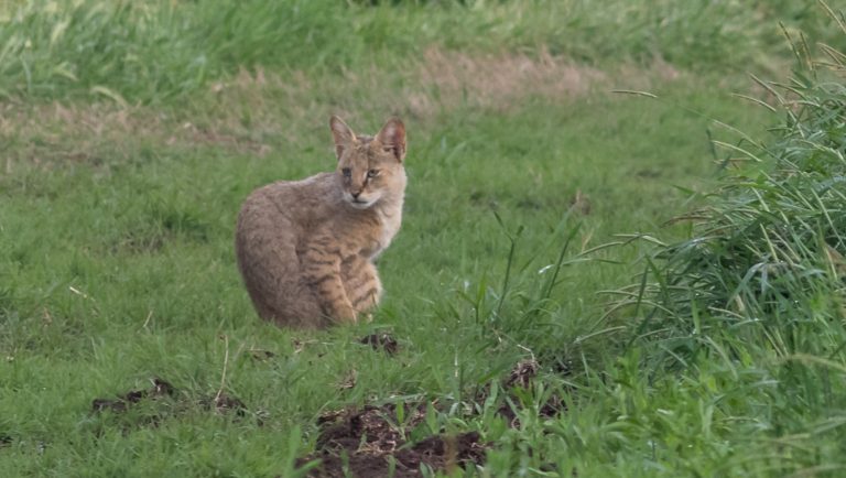 Toate felinele sălbatice, specii și caracteristici