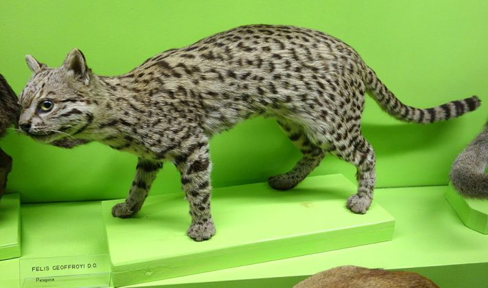 Toate felinele sălbatice, specii și caracteristici