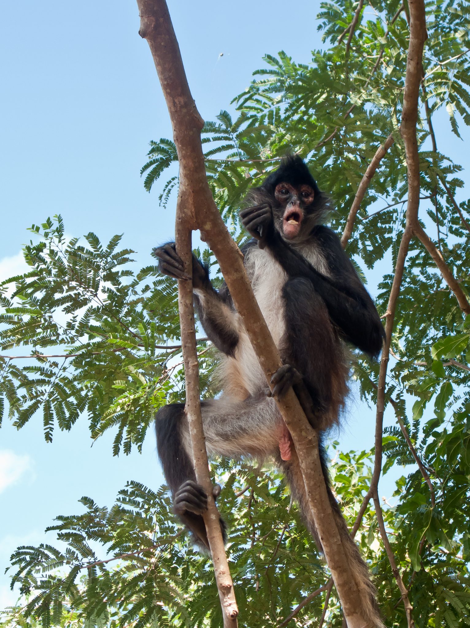 Maimuțe-păianjen și lânoase, specii și adaptări uimitoare