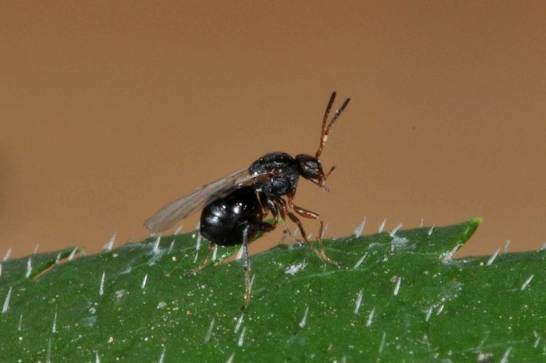 Viespile din ordinul Hymenoptera, tipuri și caracteristici
