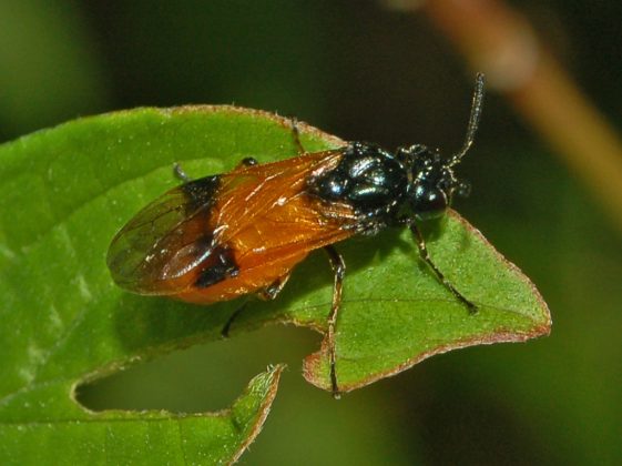 Viespile din ordinul Hymenoptera, tipuri și caracteristici