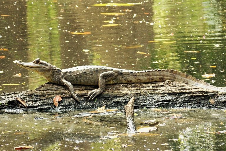 Specii de crocodilieni – informații și curiozități