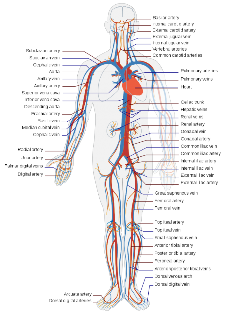 Vasele de sânge artificiale - în drum spre transplant - Deștepți.ro
