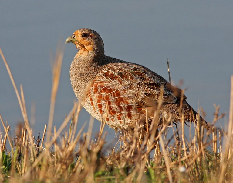 Cele mai interesante specii de potârnichi, curiozități și habitat