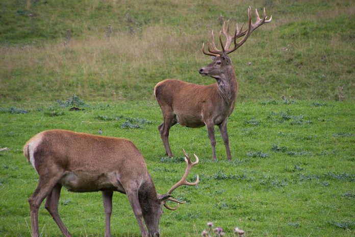 Specii de animale și păsări de vânat din România