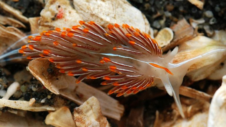 Creaturi marine ciudate. Nudibranchia: cu „plămânii” la vedere și ...